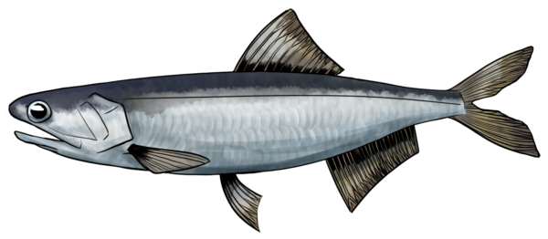 Principales Pesquerías Marinas en el Perú – Mar del Perú