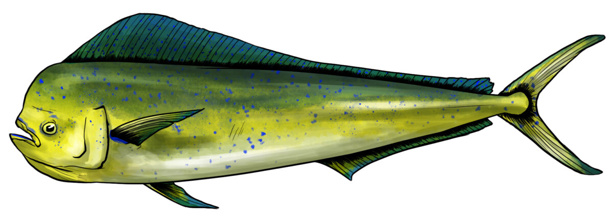 Principales Pesquerías Marinas en el Perú – Mar del Perú