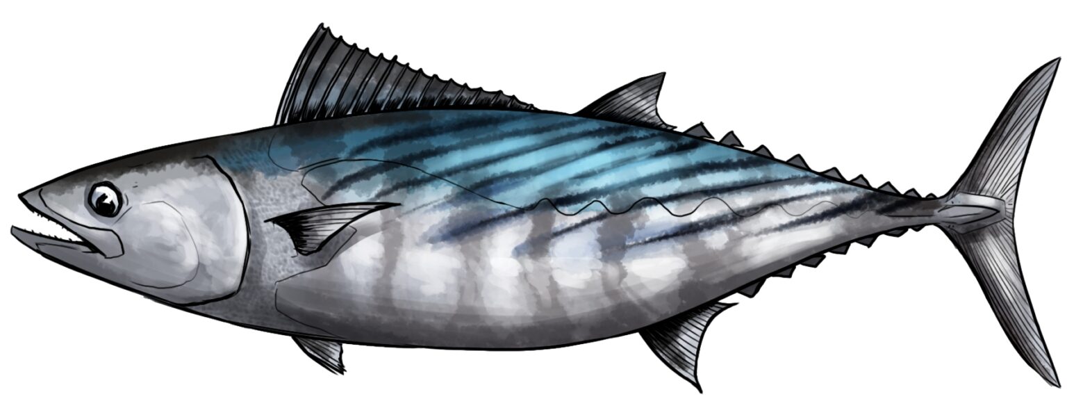 Principales Pesquerías Marinas en el Perú – Mar del Perú