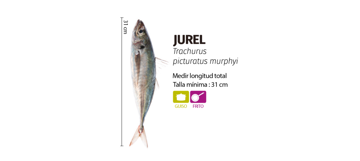 Jurel – Mar del Perú